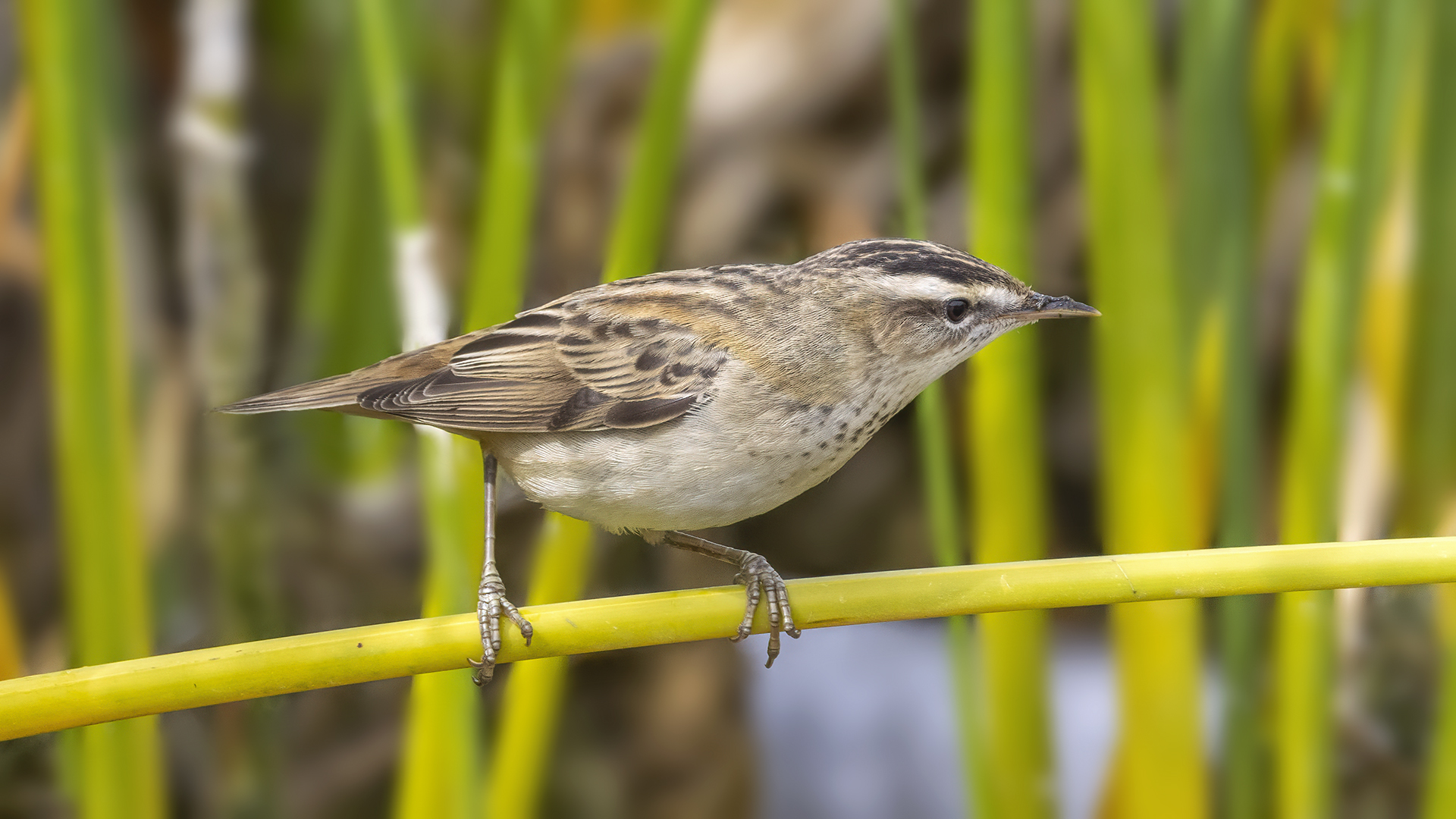 ORNITO.ORG - Kındıra Kamışçını