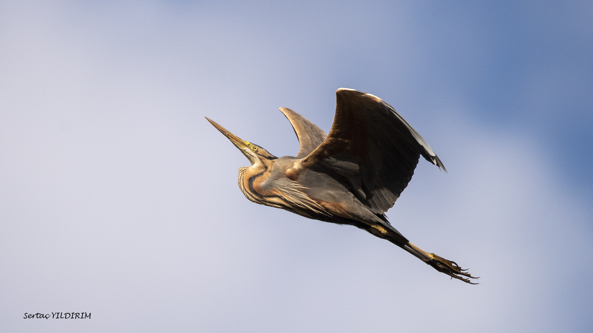 ORNITO.ORG - Erguvani Balıkçıl