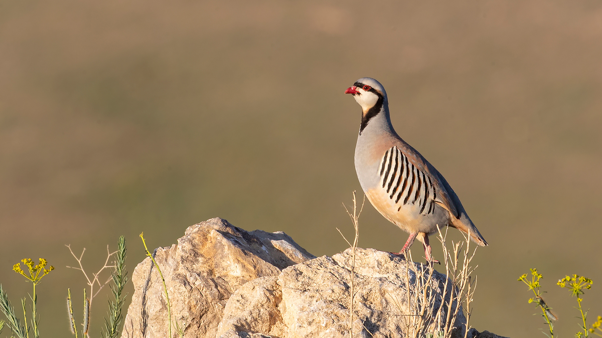 ORNITO.ORG - Kınalı Keklik