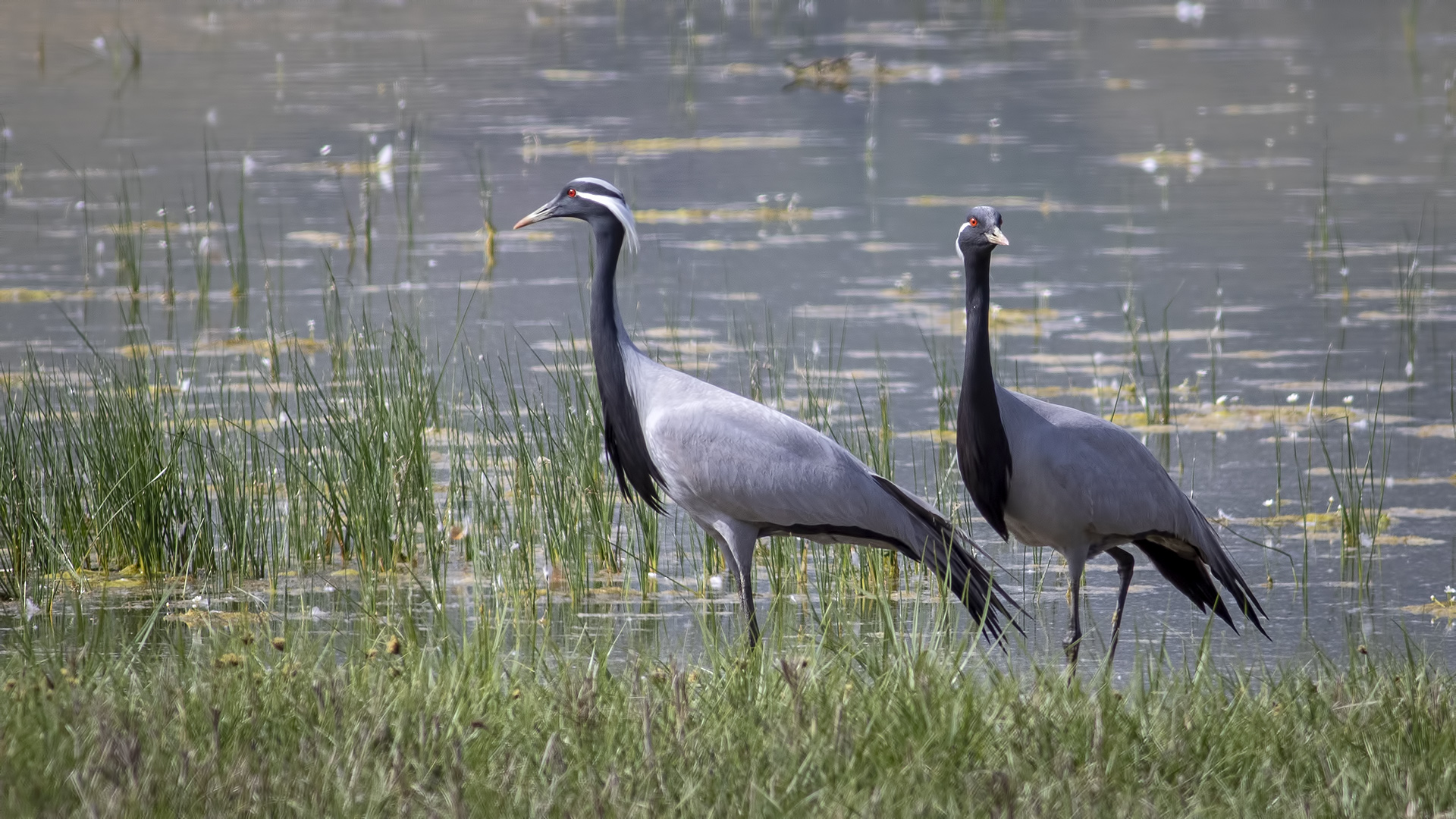 ORNITO.ORG - Telli Turna