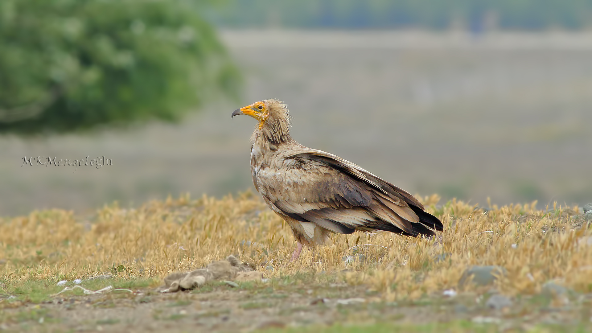 ORNITO.ORG - Küçük Akbaba