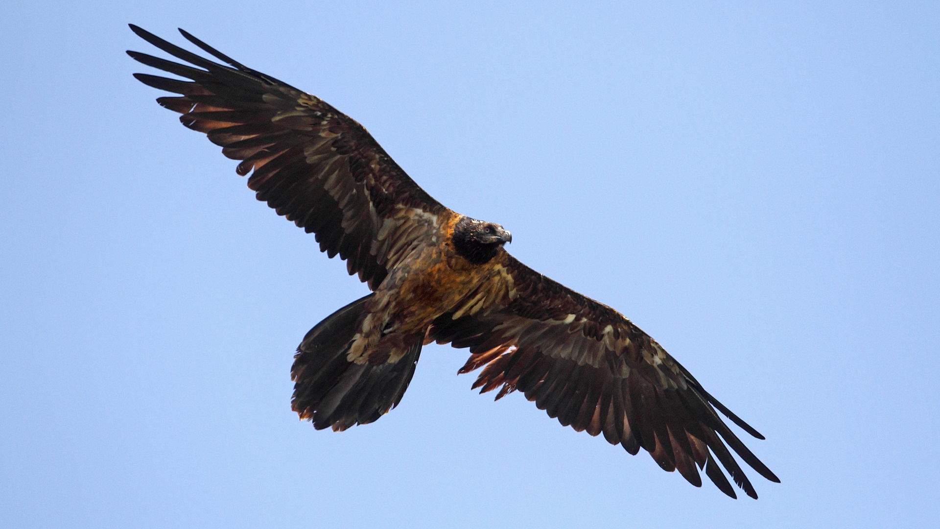 ORNITO.ORG - Sakallı Akbaba