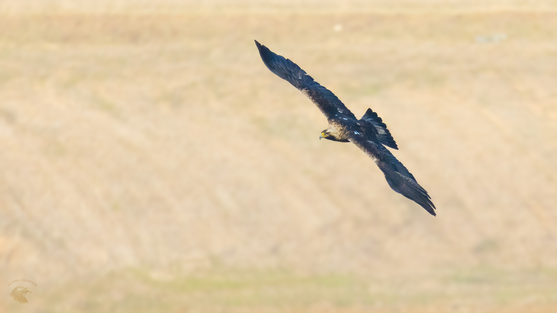 ORNITO.ORG - Şah Kartal - ESKİŞEHİR / Odunpazarı