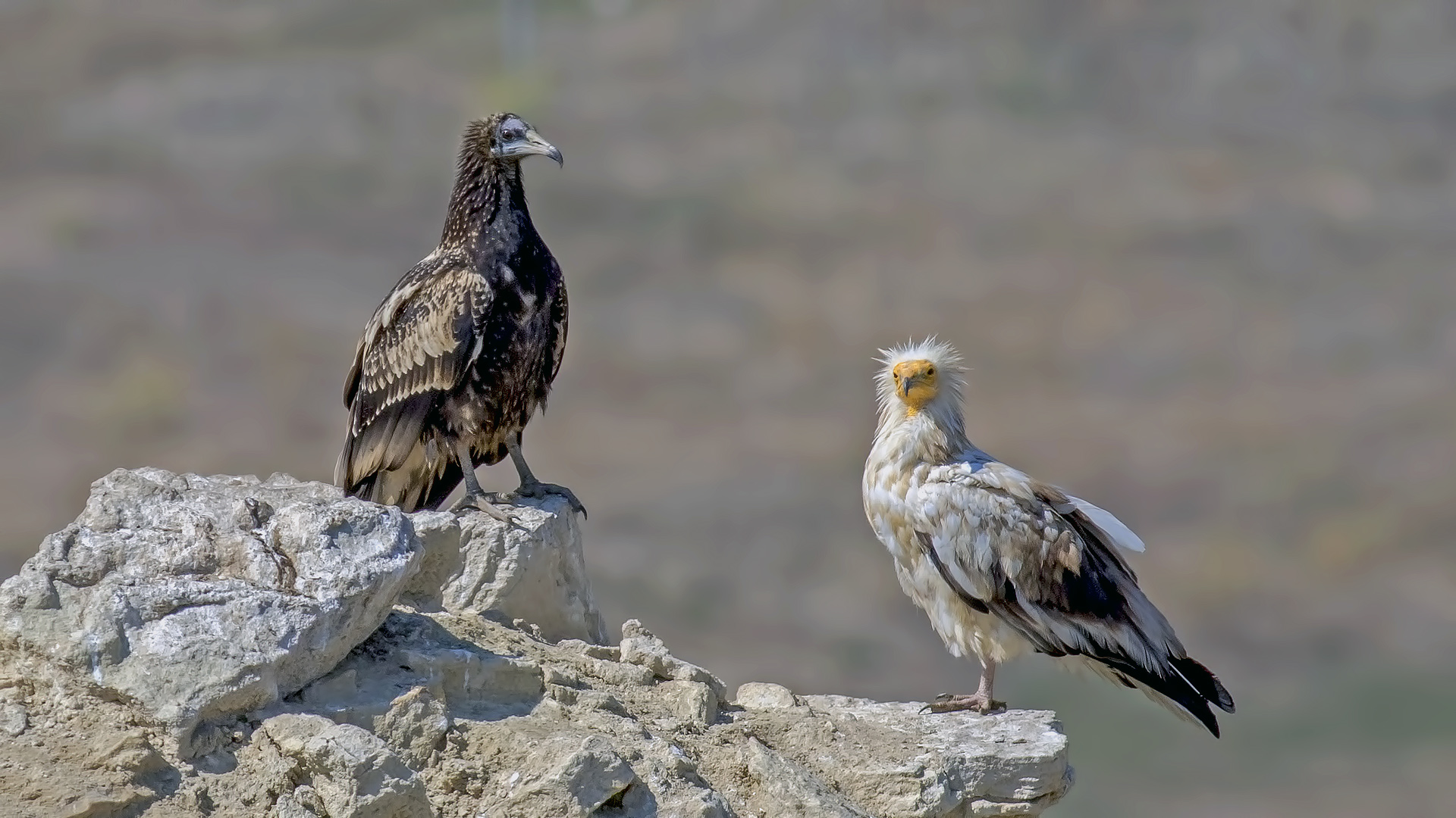 ORNITO.ORG - Küçük Akbaba