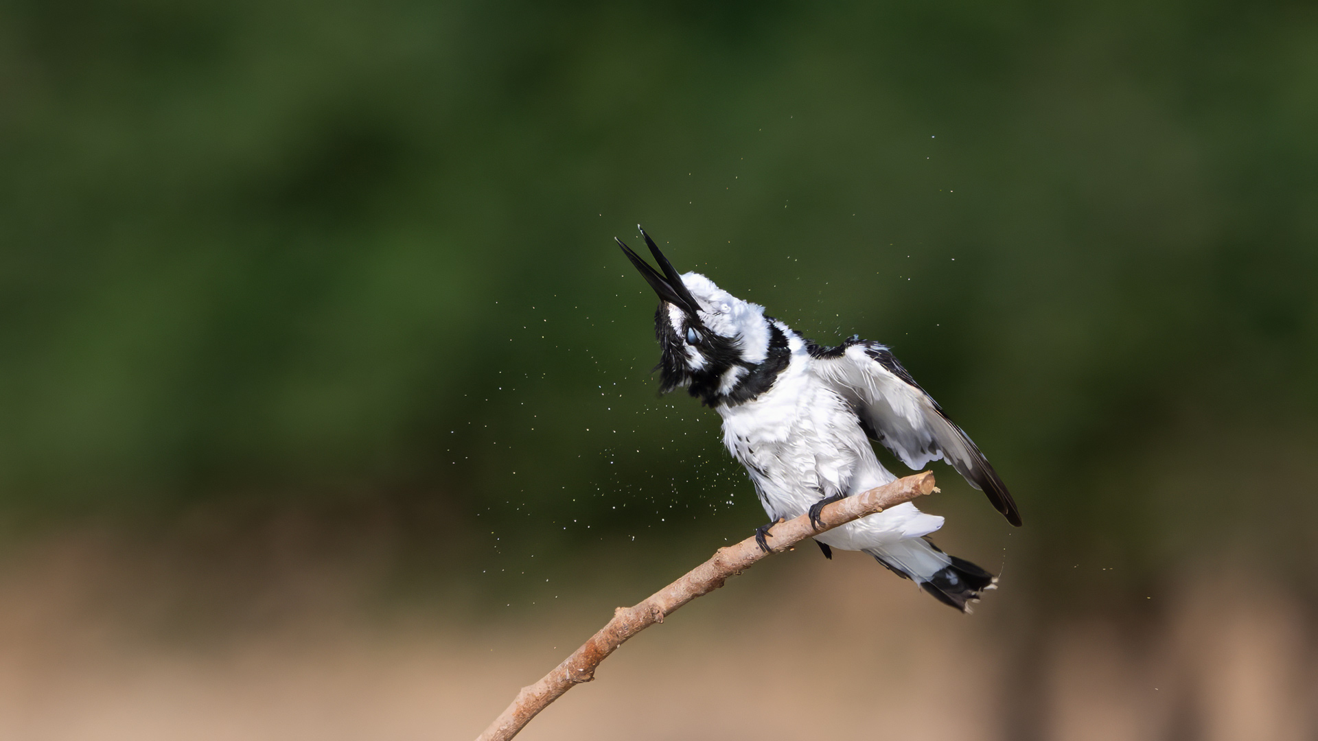 ORNITO.ORG - Alaca Yalıçapkını - ŞANLIURFA / Bozova