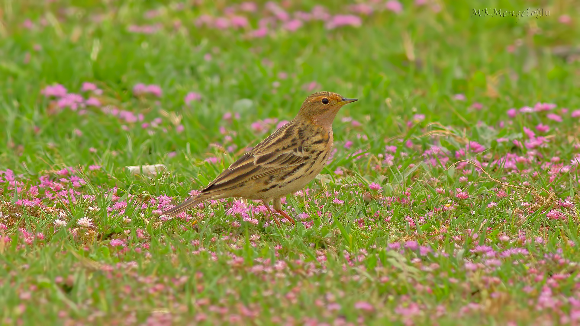 ORNITO.ORG - Kızılgerdanlı İncirkuşu