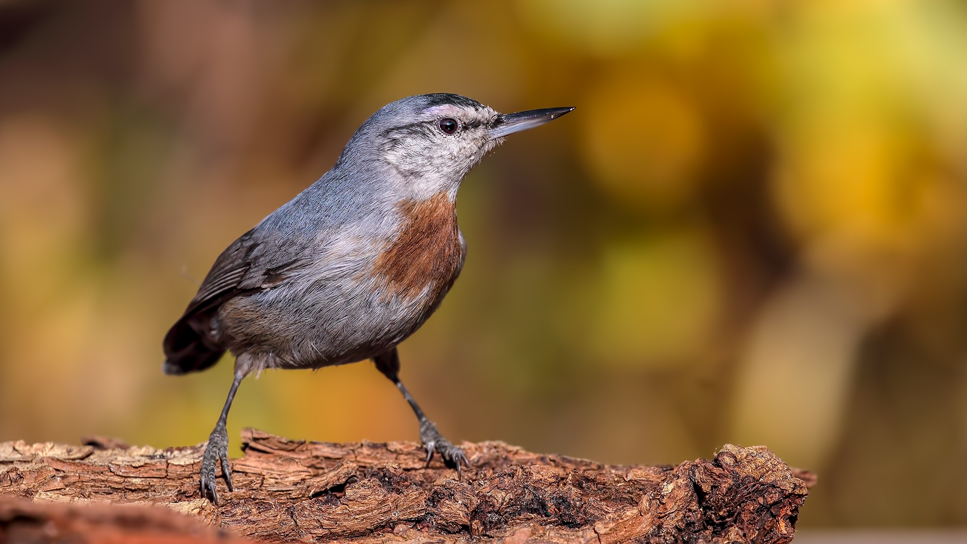 ORNITO.ORG - Anadolu Sıvacısı