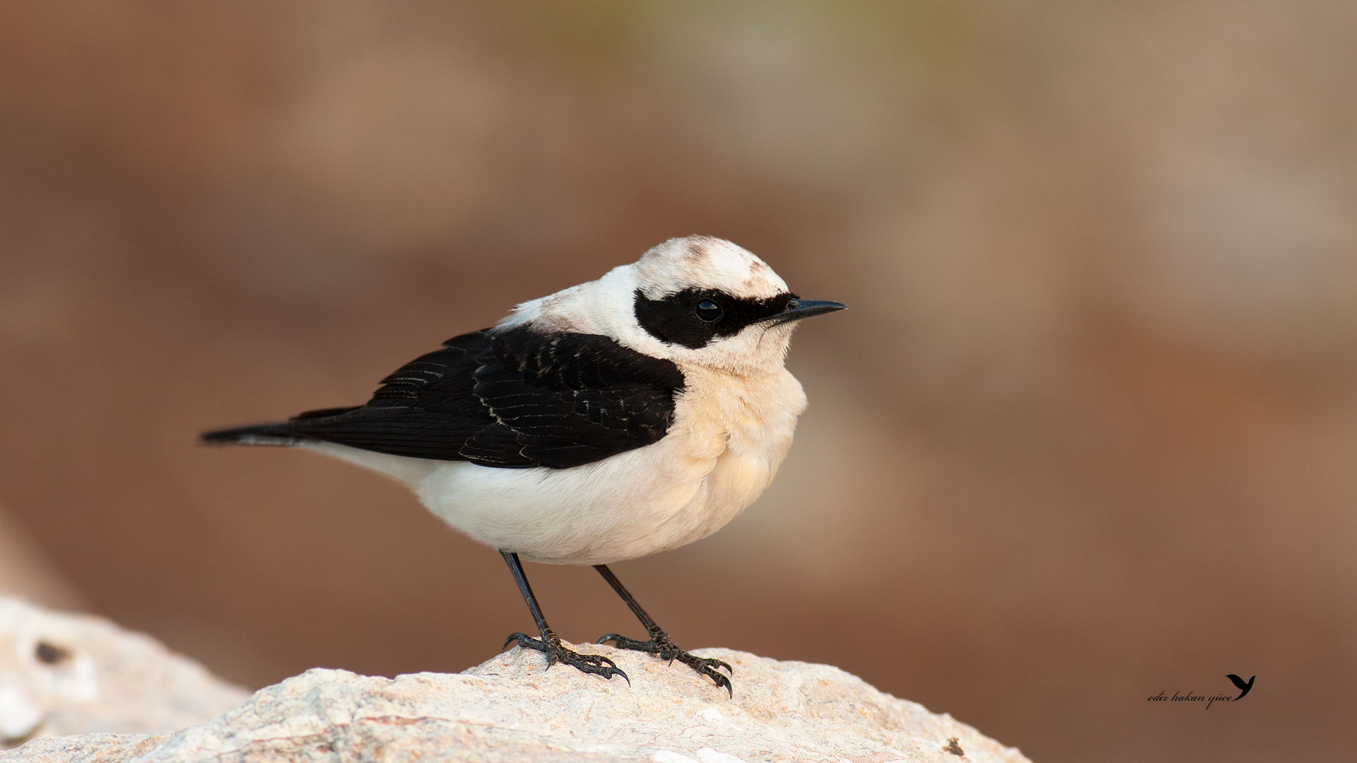 ORNITO.ORG - Karakulaklı Kuyrukkakan