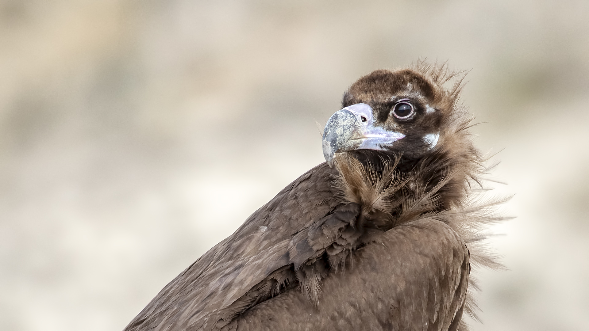 ORNITO.ORG - Kara Akbaba