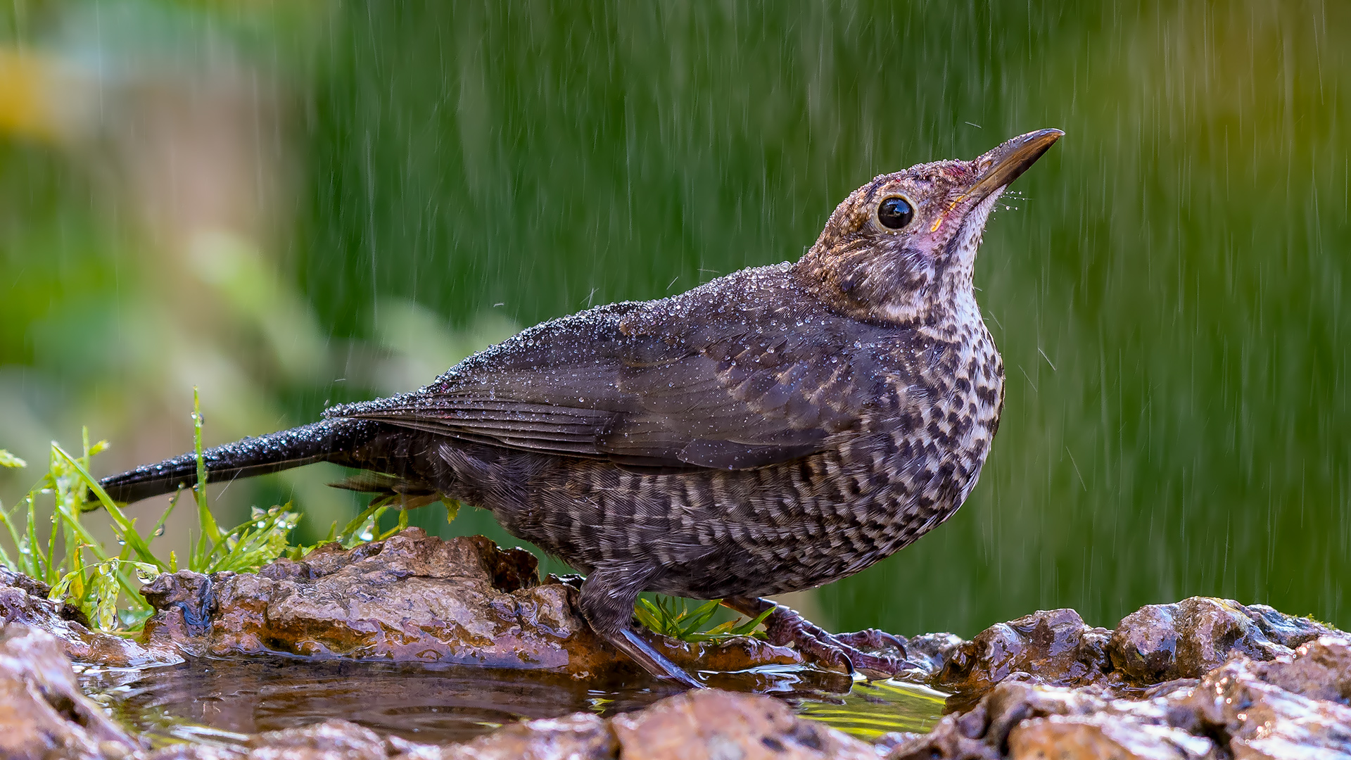 ORNITO.ORG - Karatavuk