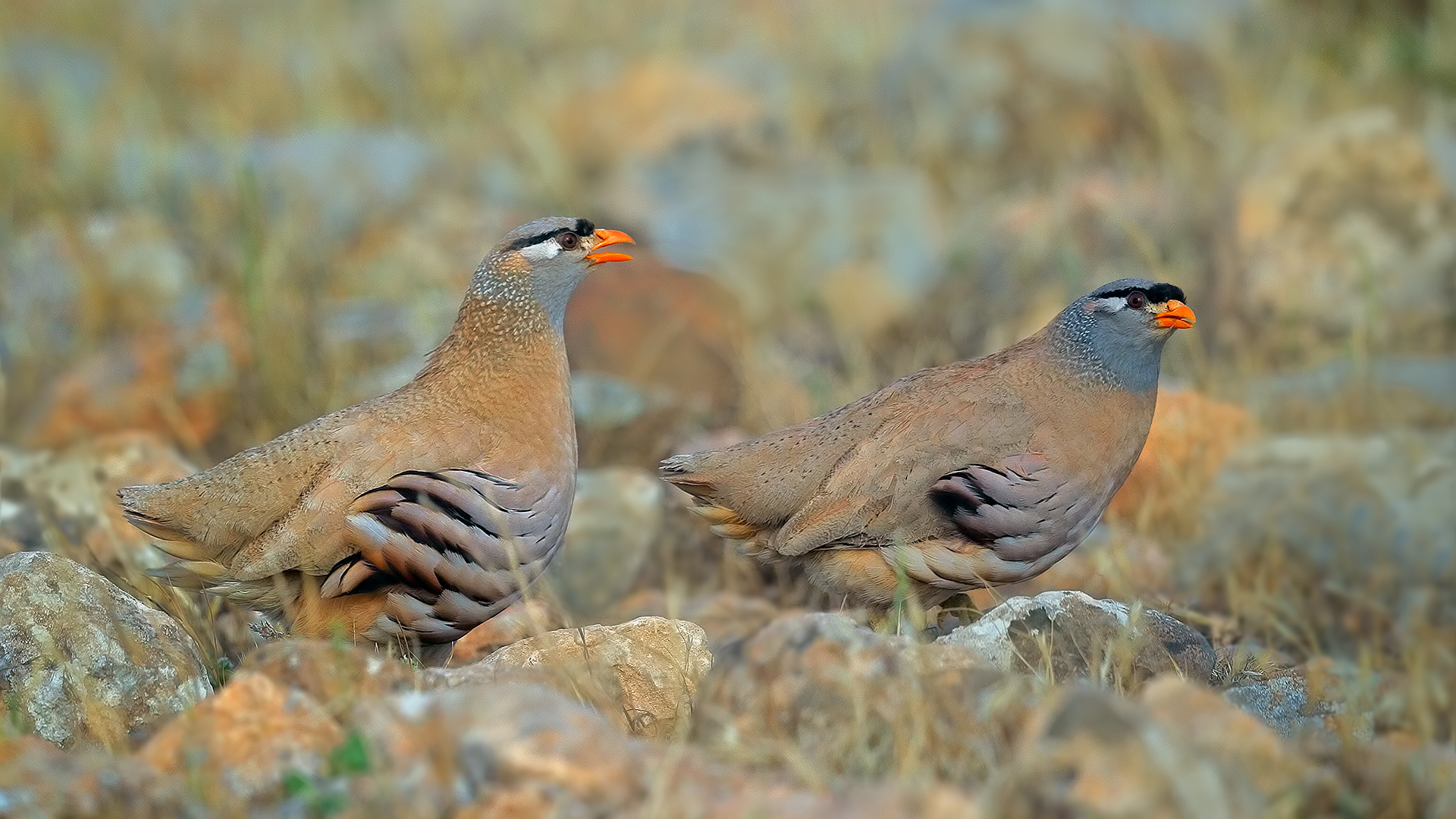 ORNITO.ORG - Kum Kekliği