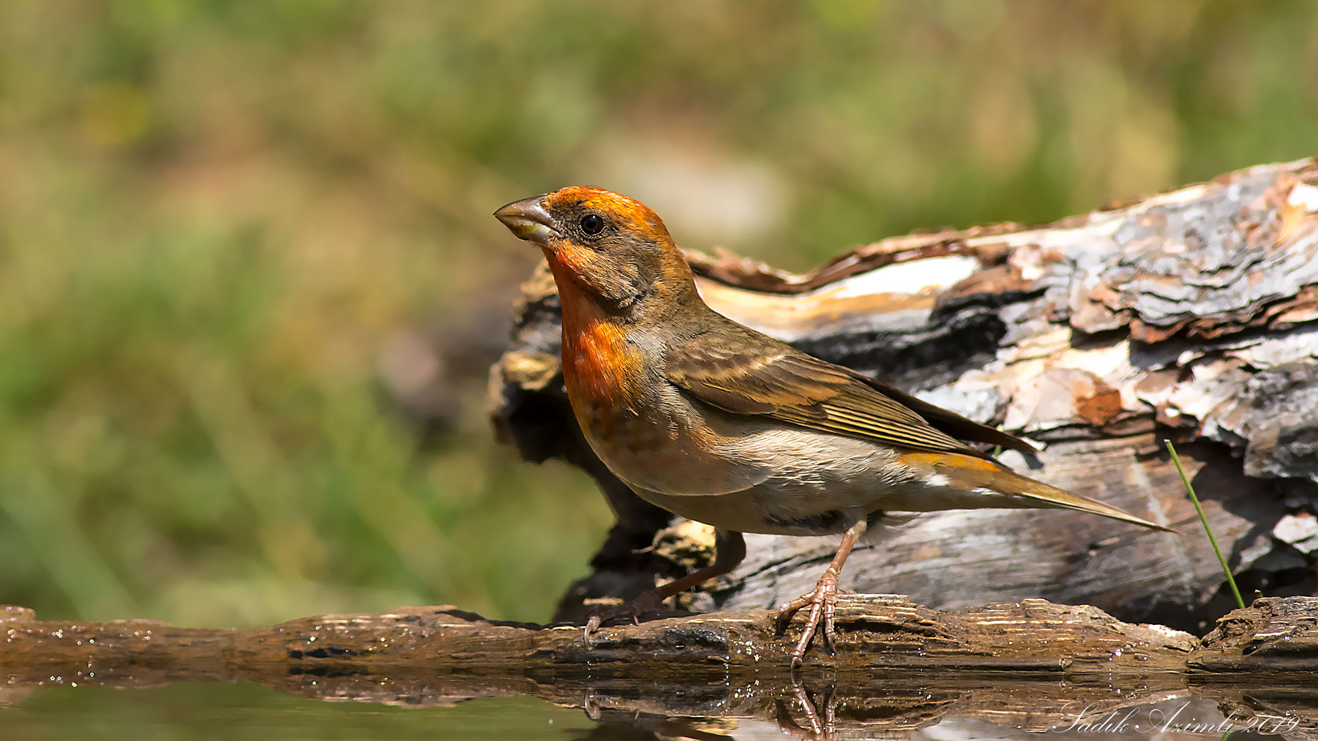 ORNITO.ORG - Çütre