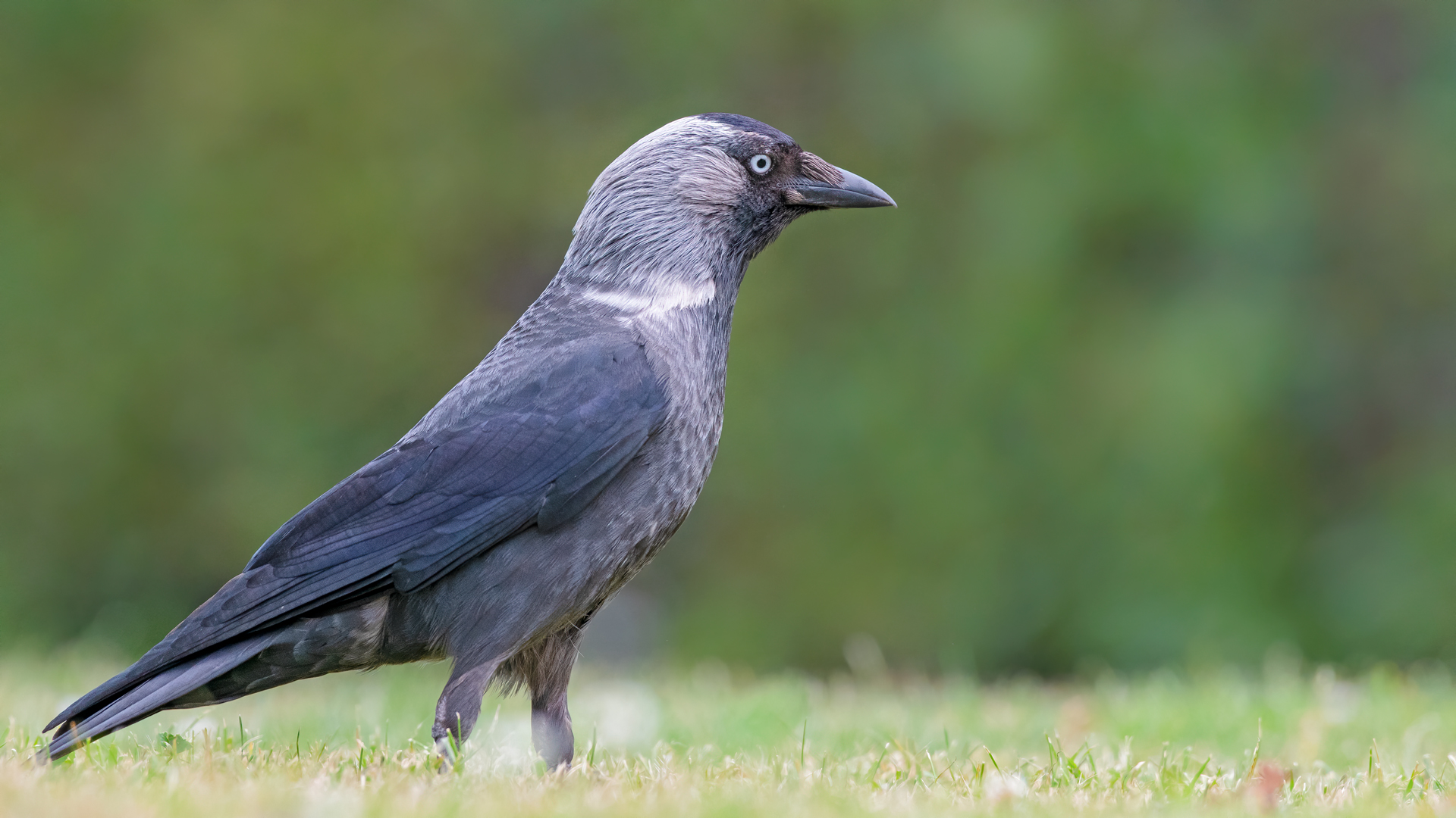 ORNITO.ORG - Küçük Karga