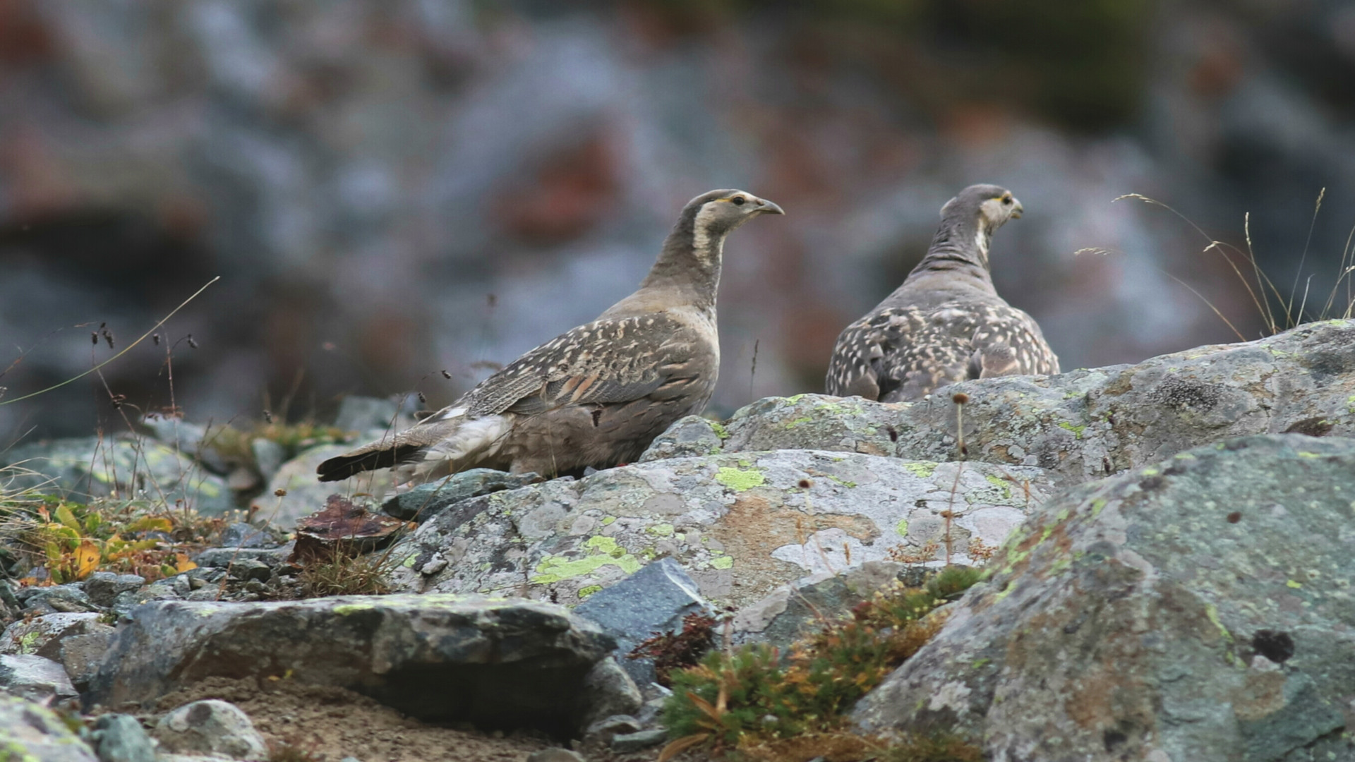 ORNITO.ORG - Urkeklik - Caspian Snowcock