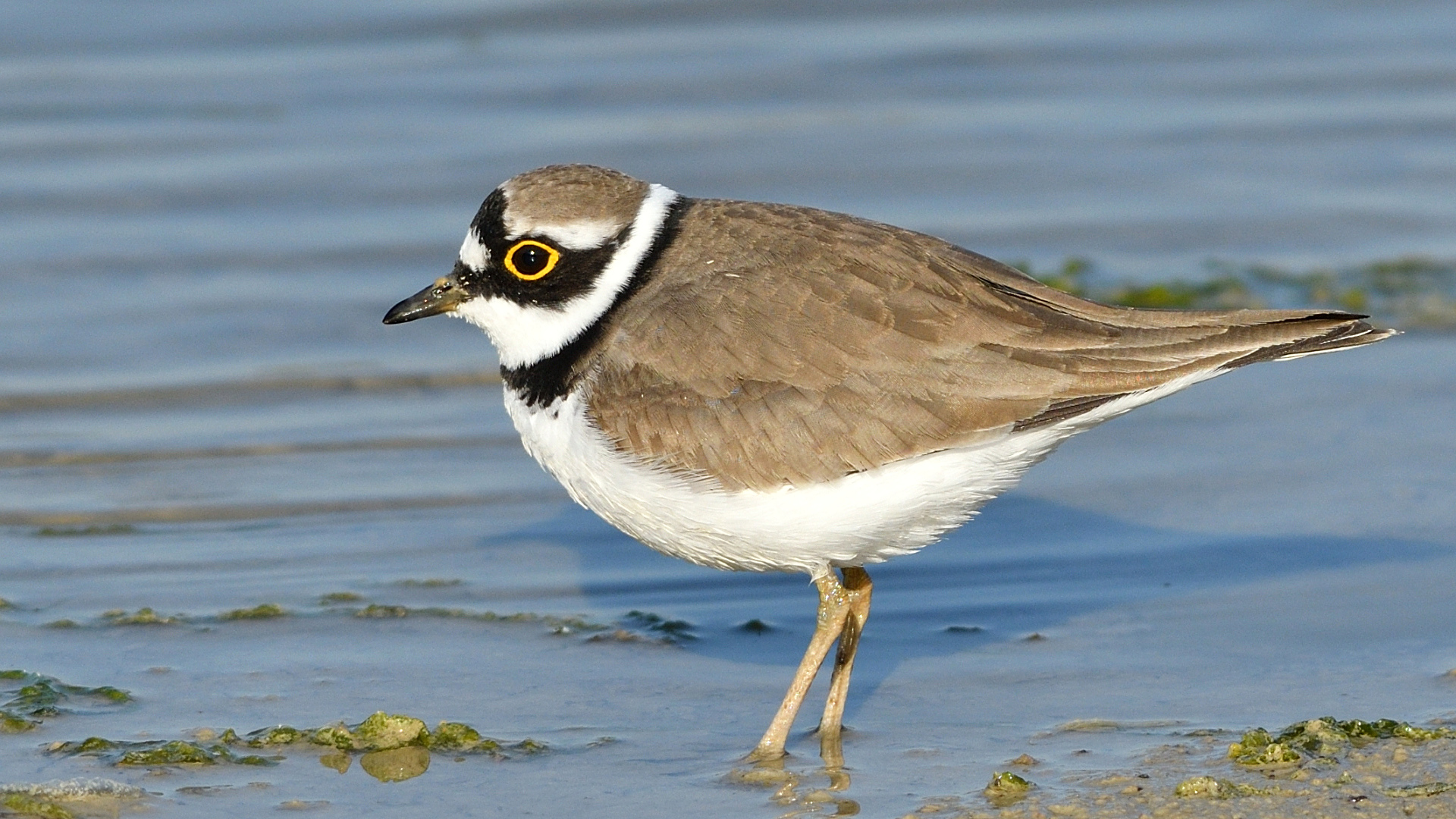 ORNITO.ORG - Halkalı Küçük Cılıbıt