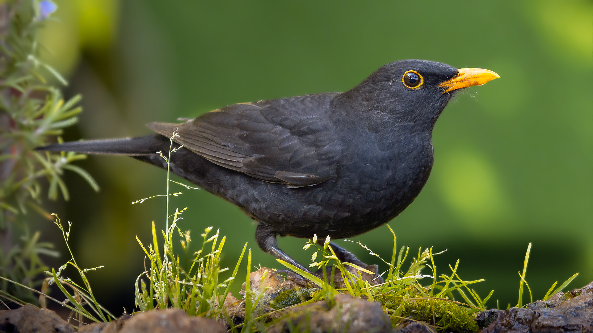 ORNITO.ORG - Karatavuk