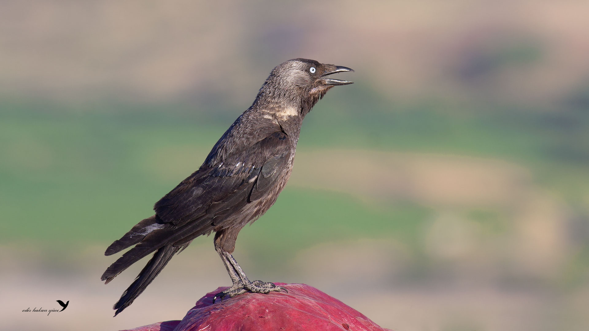 ORNITO.ORG - Küçük Karga