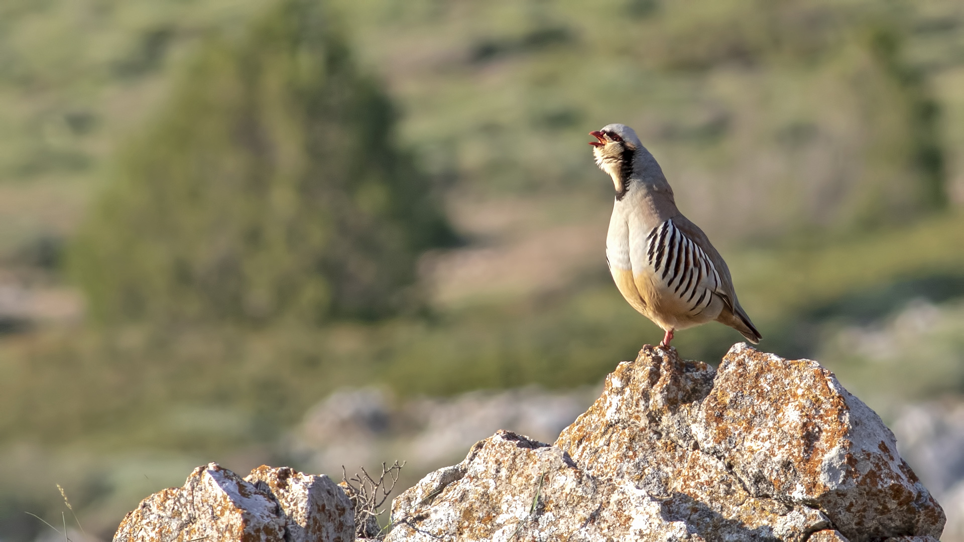 ORNITO.ORG - Kınalı Keklik