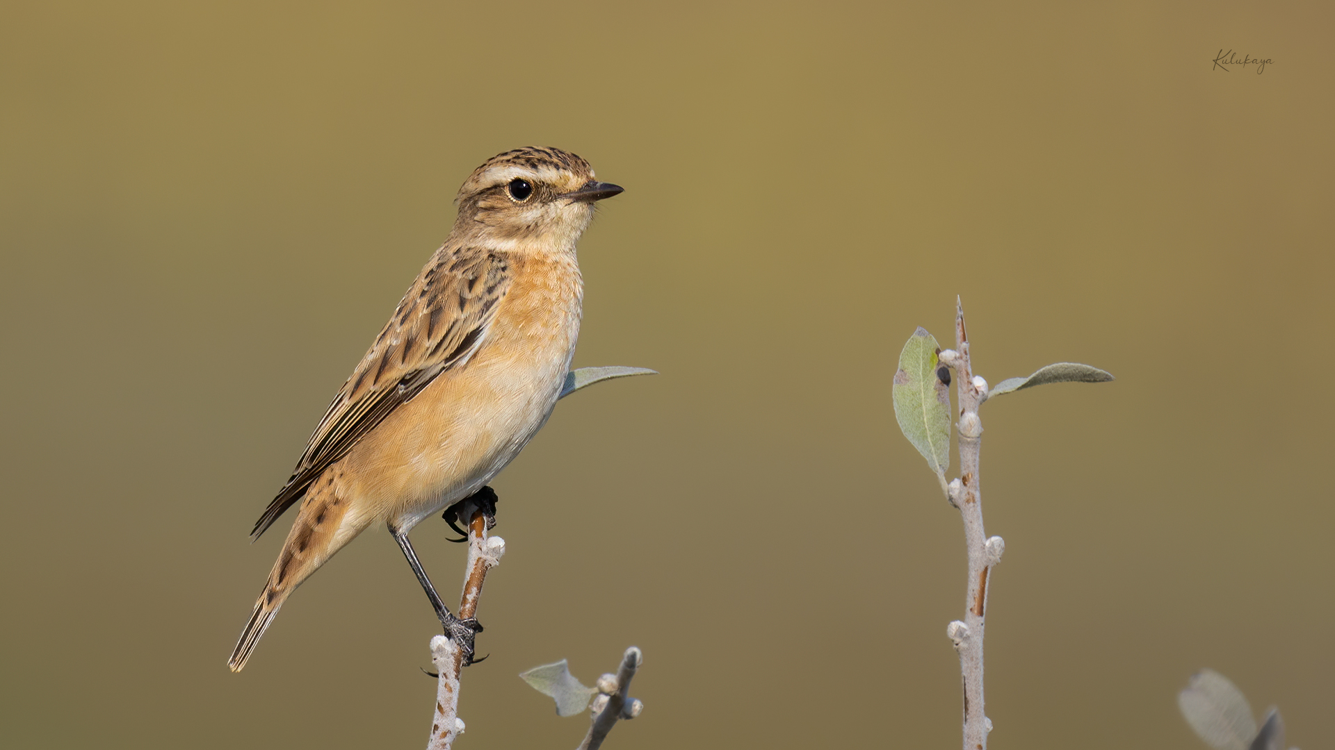 ORNITO.ORG - Çayır Taşkuşu - BİLECİK / Bozüyük