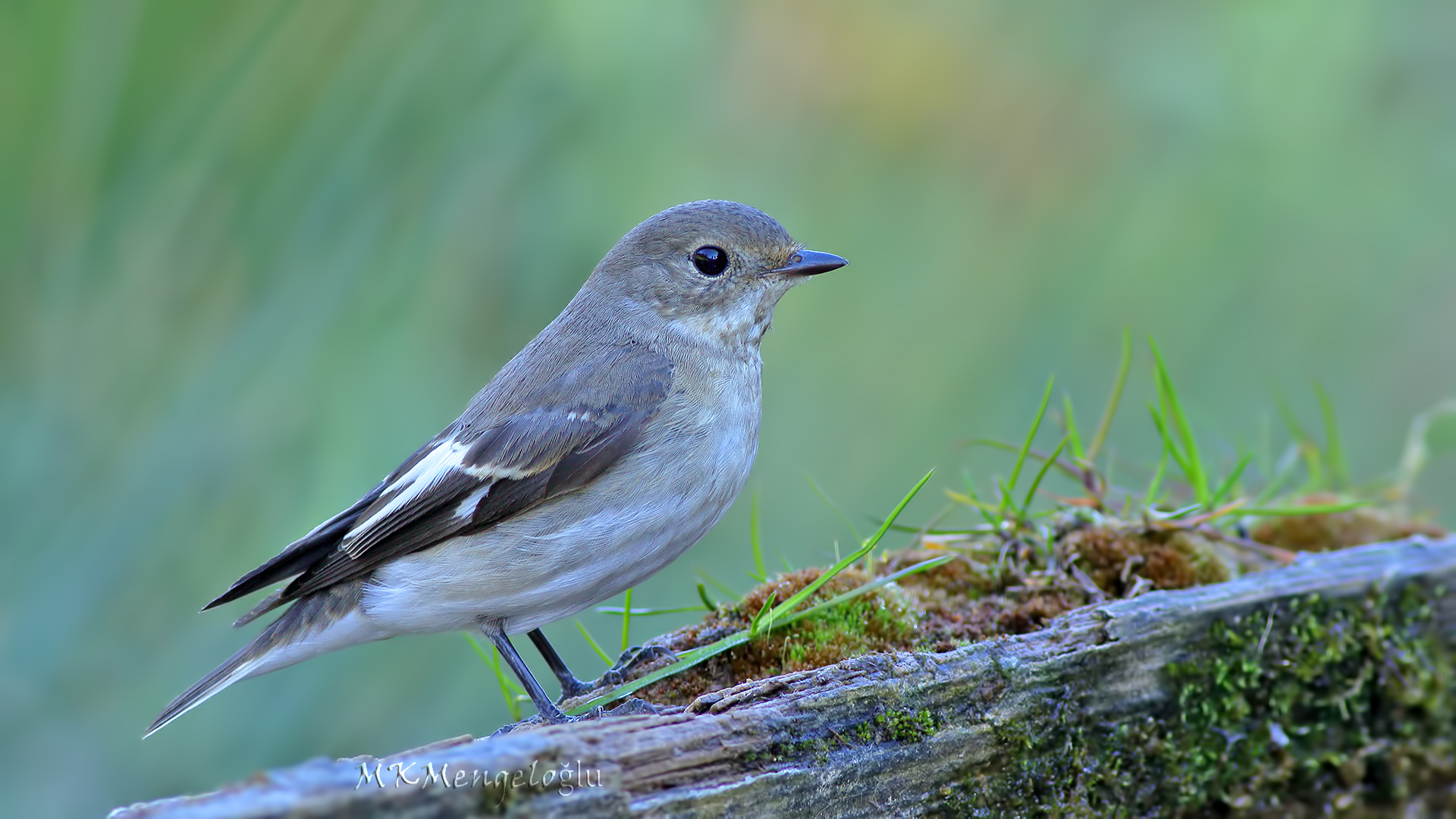 ORNITO.ORG - Alaca Sinekkapan - BİLECİK / Bozüyük