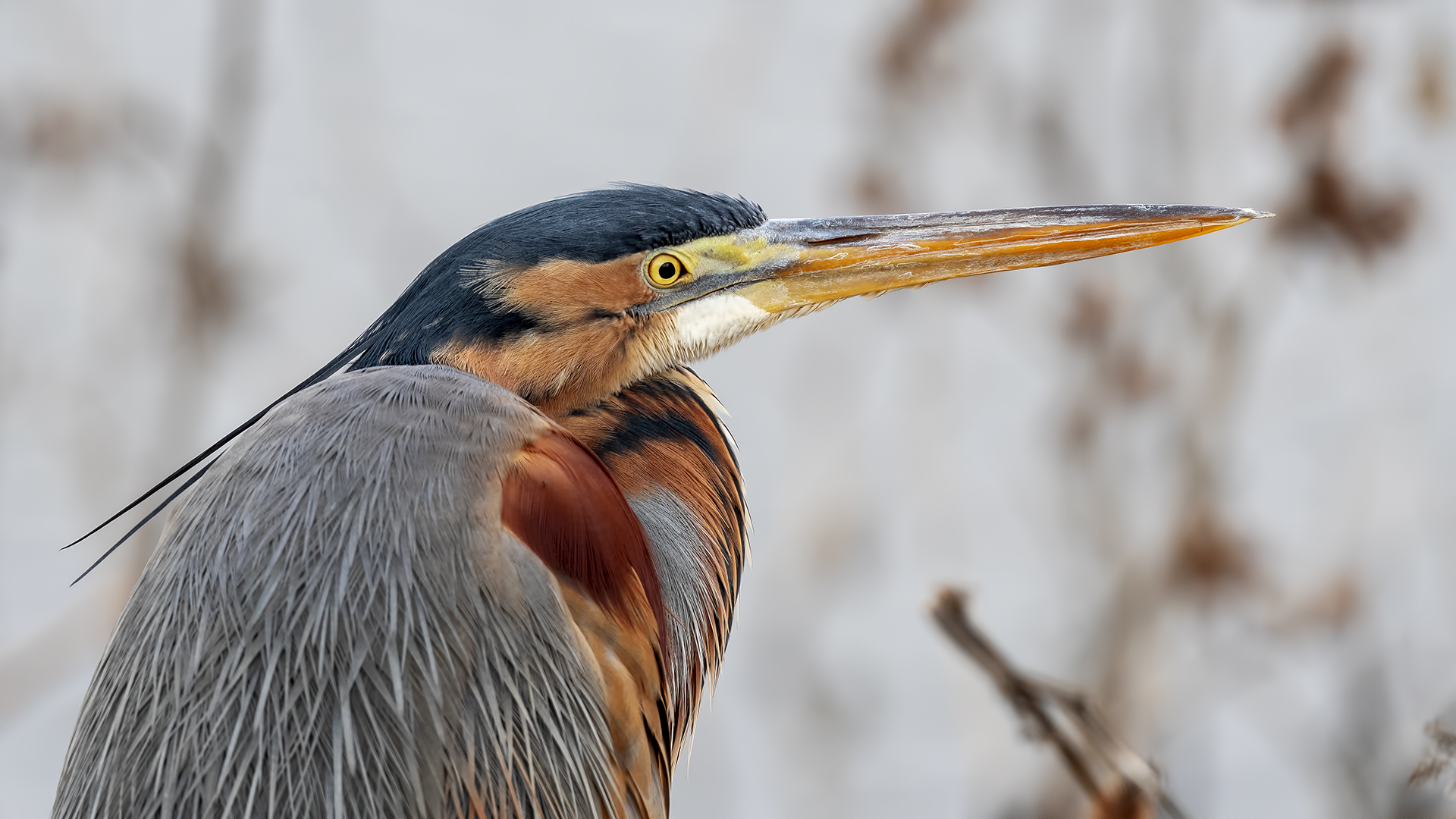 ORNITO.ORG - Erguvani Balıkçıl