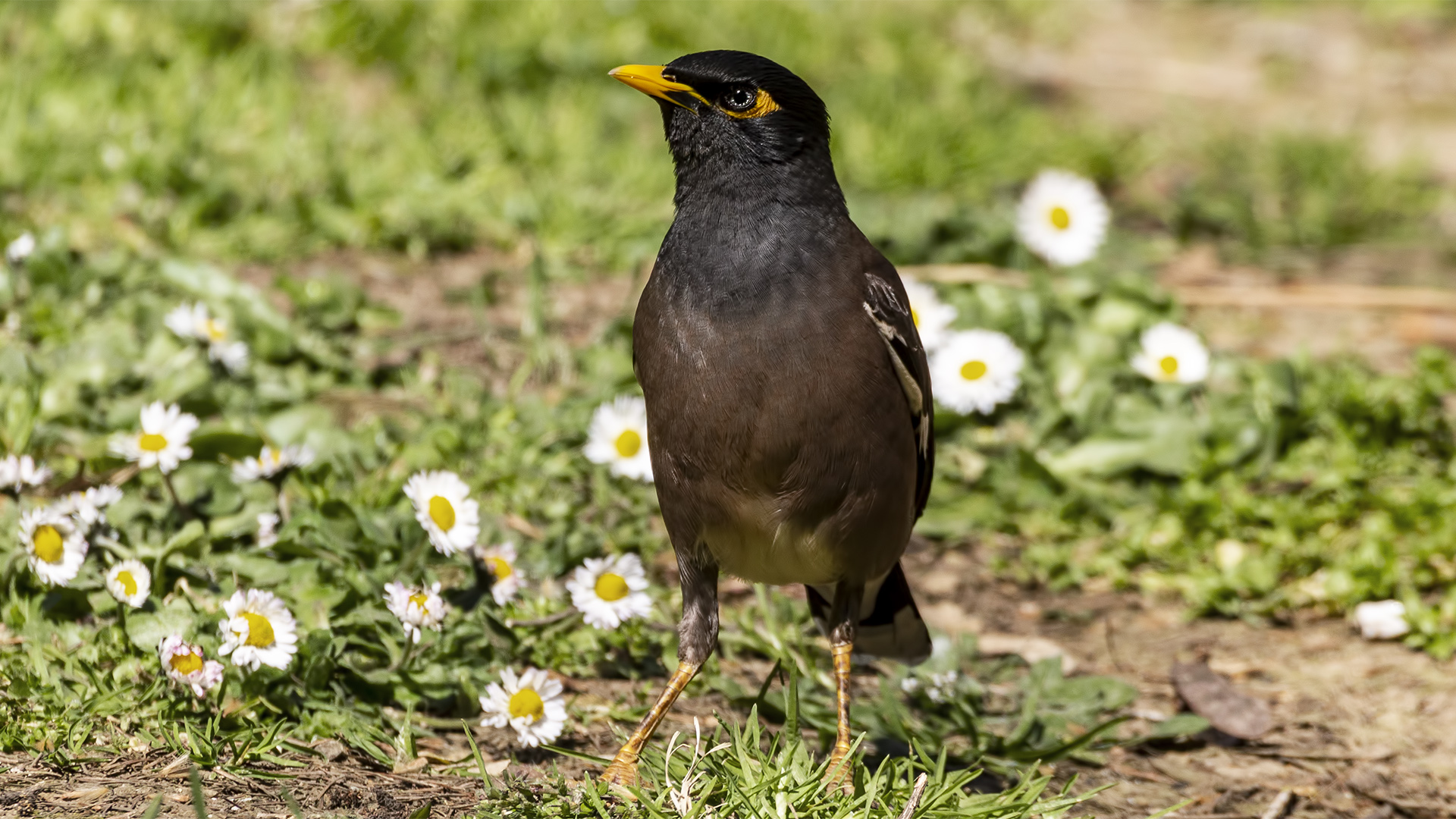 ORNITO.ORG - Çiğdeci