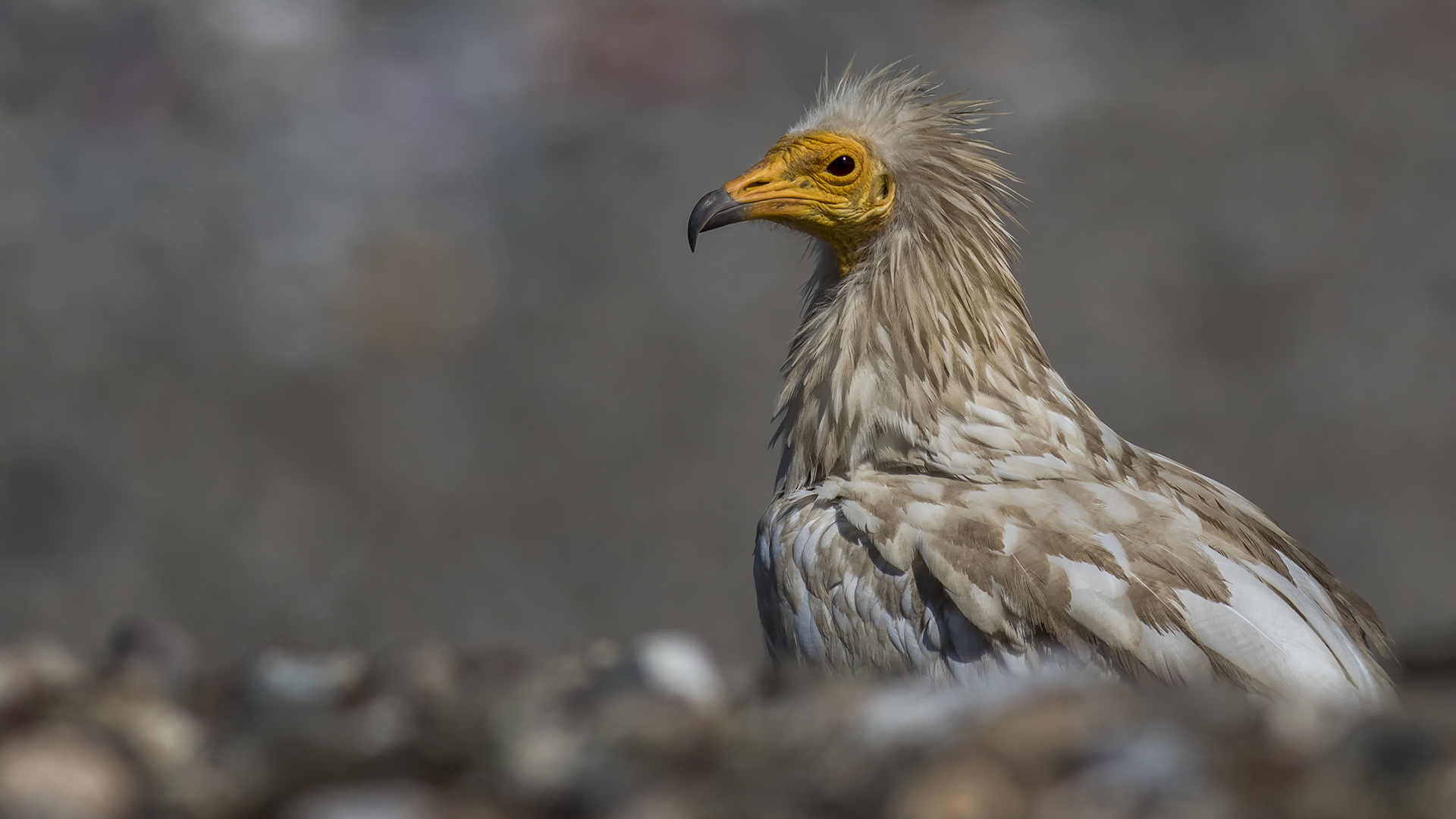 ORNITO.ORG - Küçük Akbaba