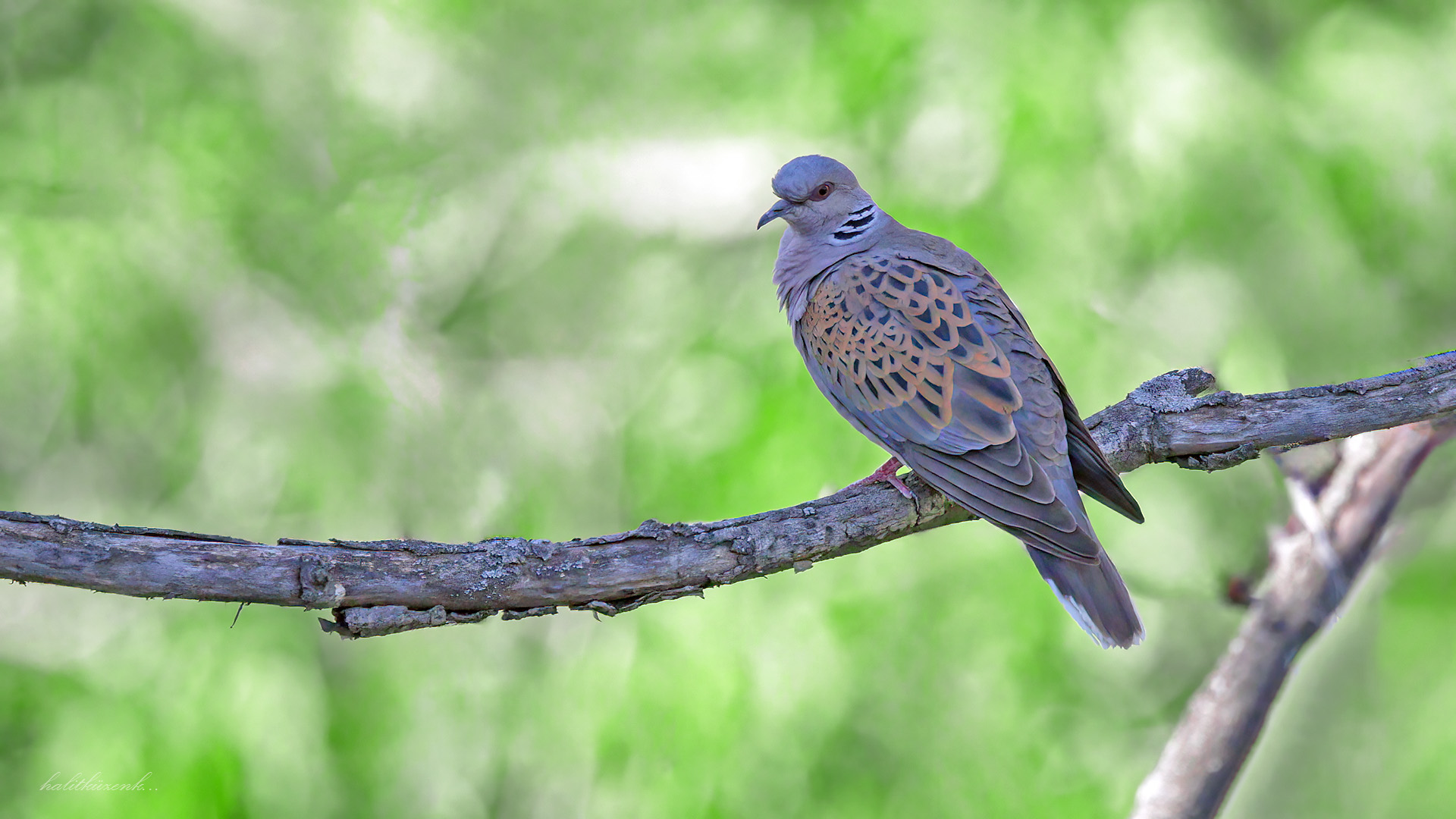 ORNITO.ORG - Üveyik