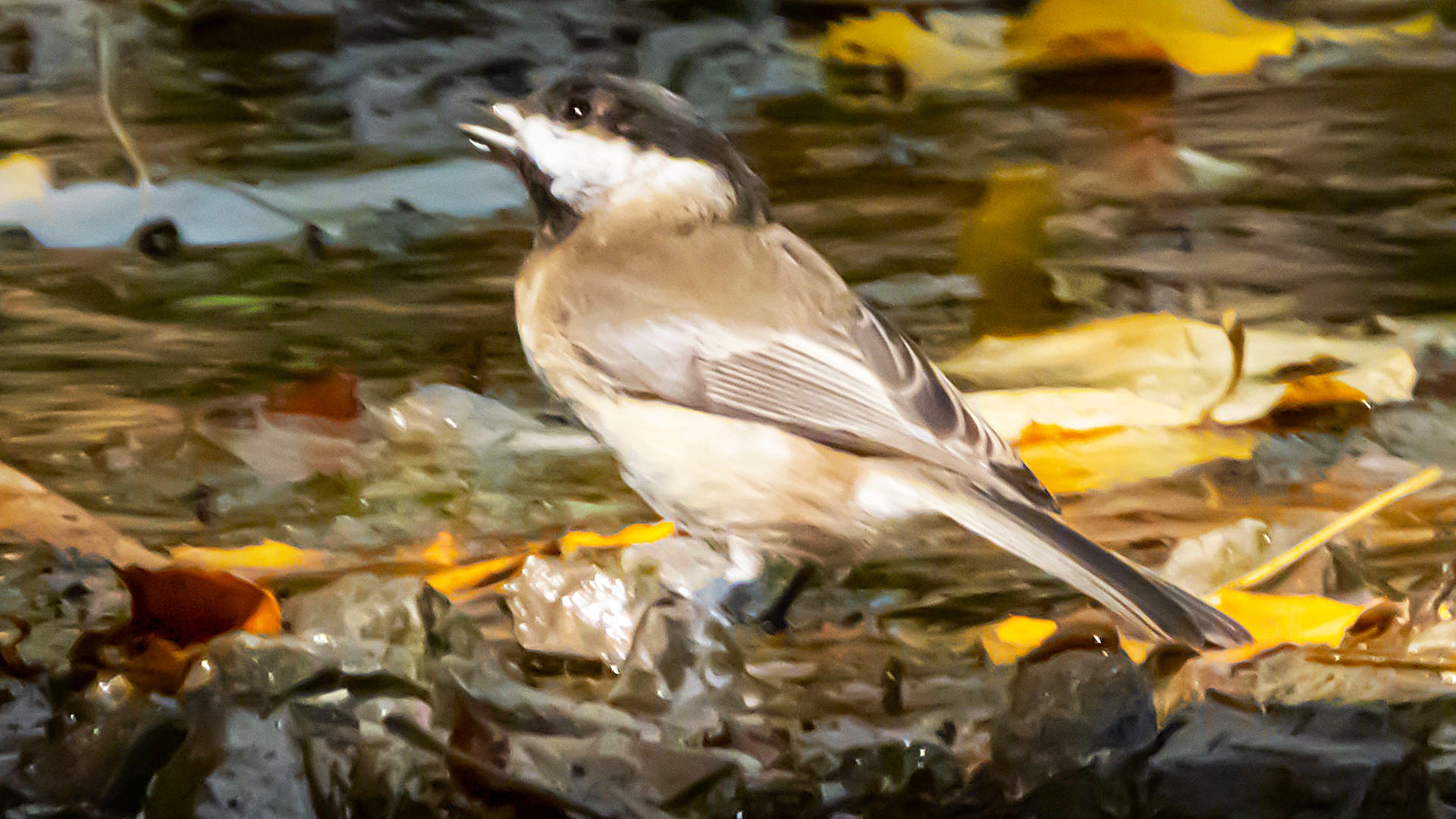 ORNITO.ORG - Akyanaklı Baştankara - KIRKLARELİ / Kofçaz