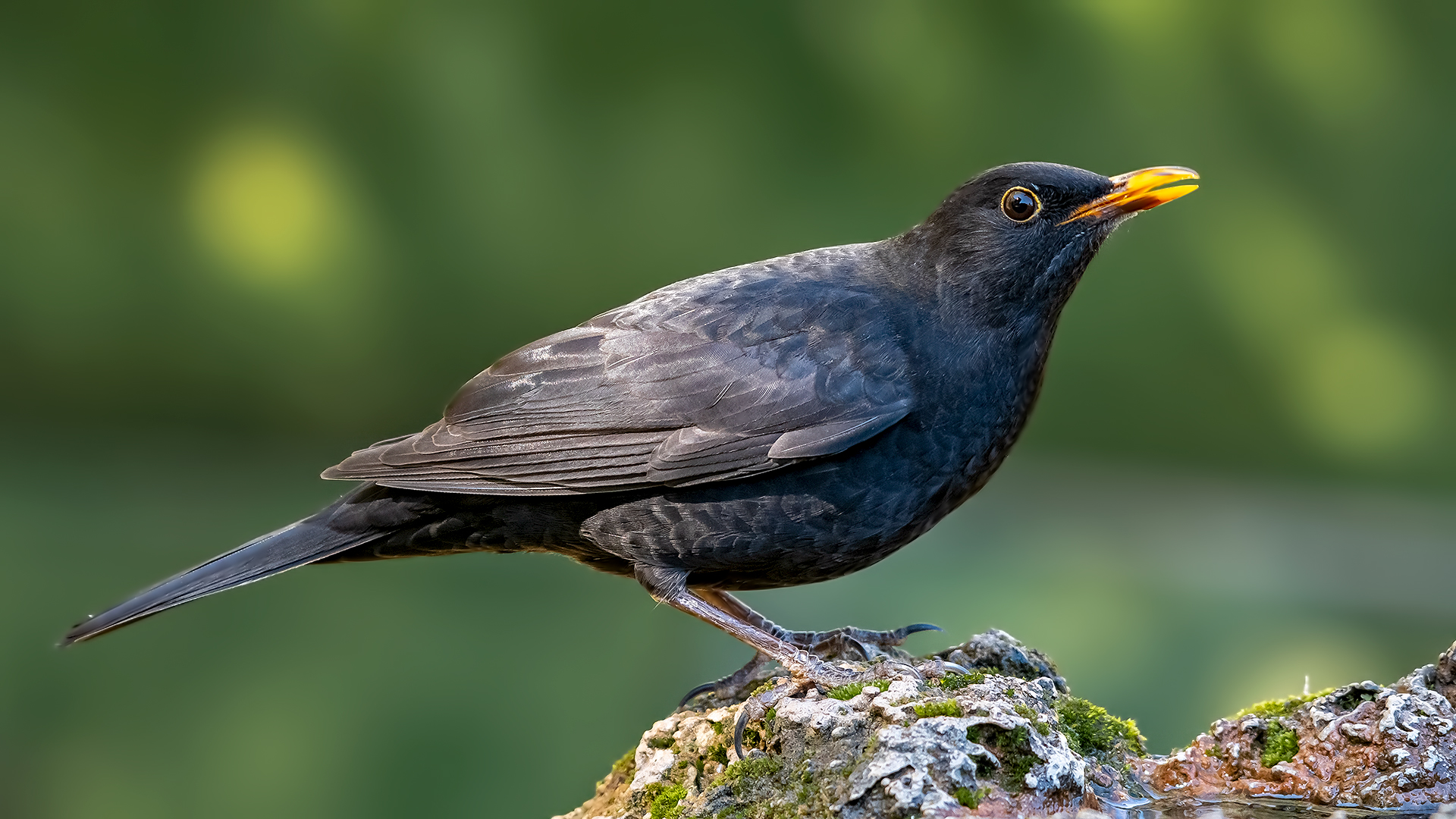 ORNITO.ORG - Karatavuk