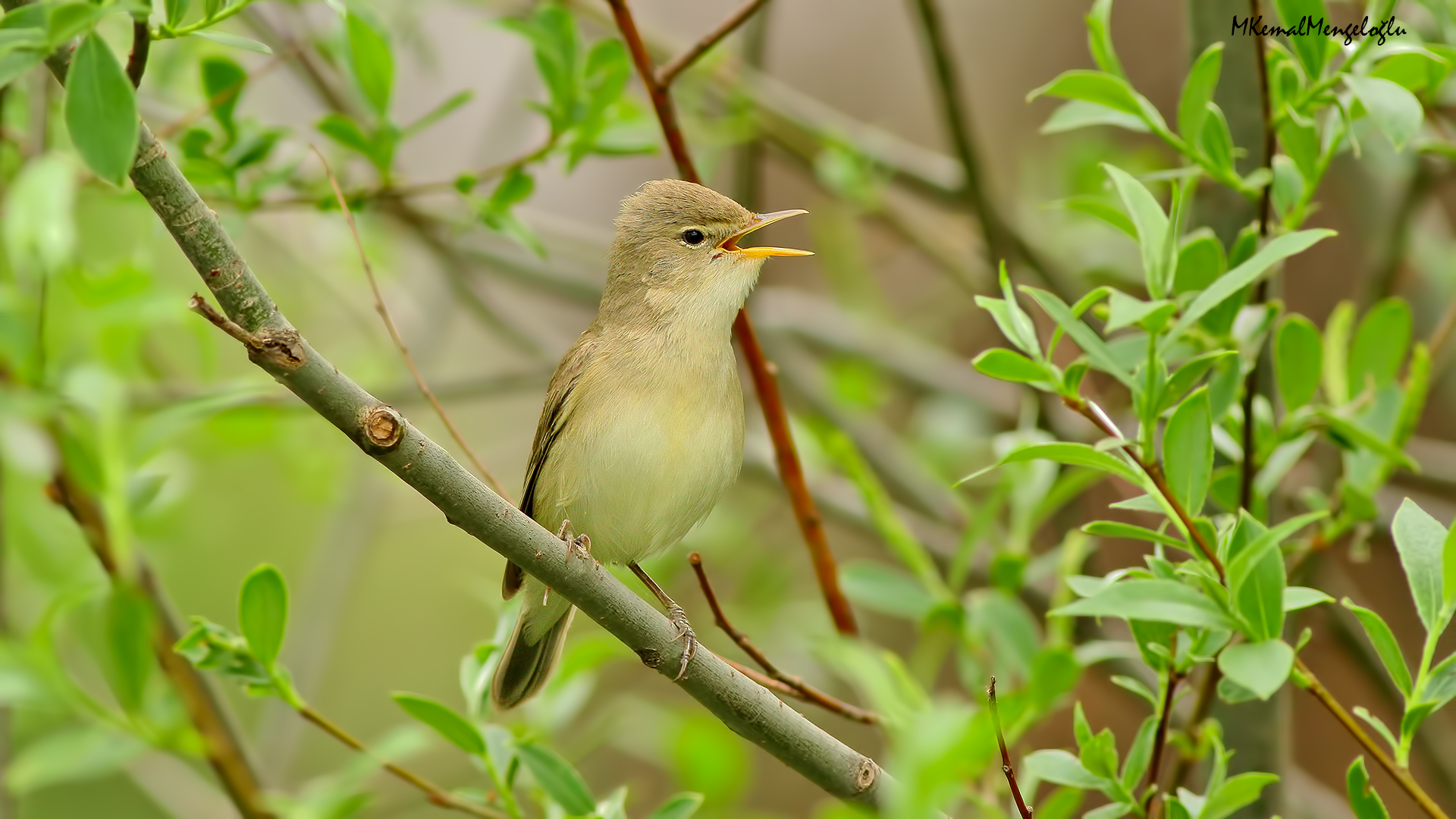 ORNITO.ORG - Ak Mukallit