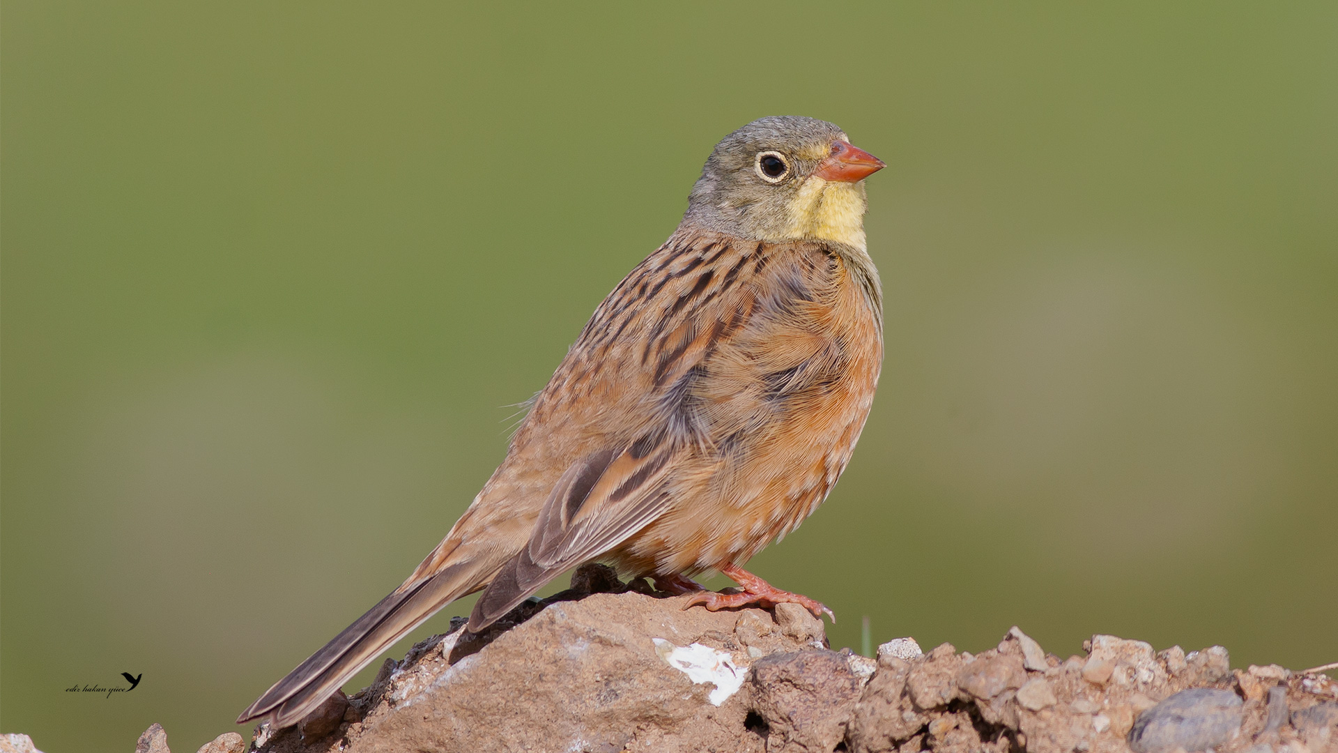 ORNITO.ORG - Kirazkuşu