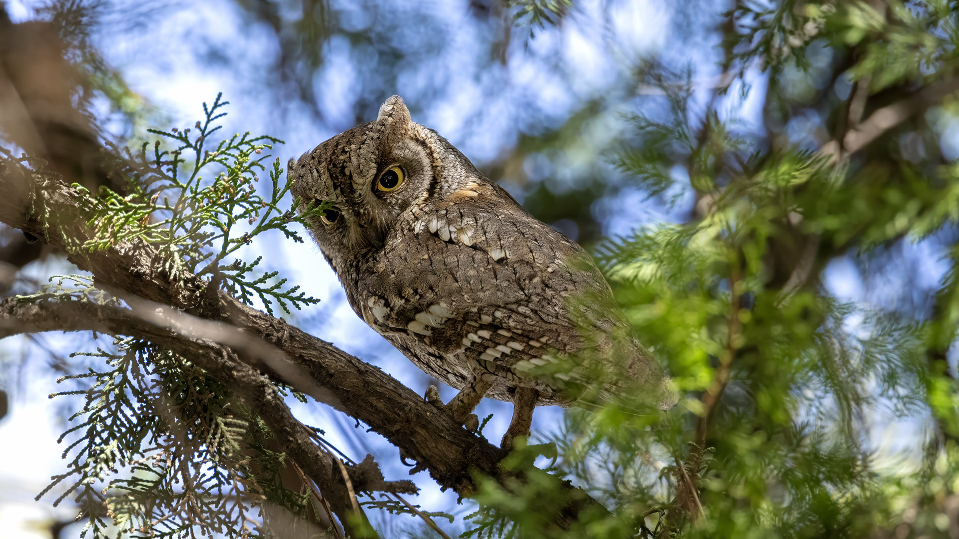 ORNITO.ORG - İshakkuşu