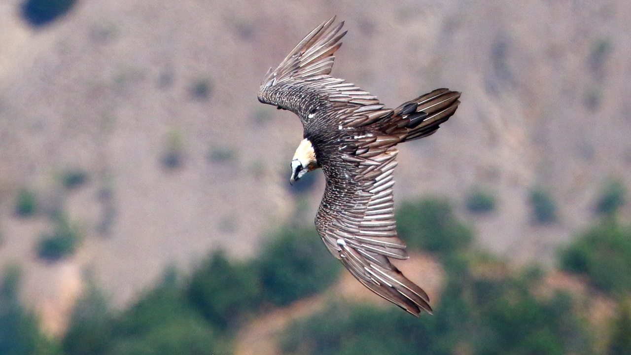 ORNITO.ORG - Sakallı Akbaba