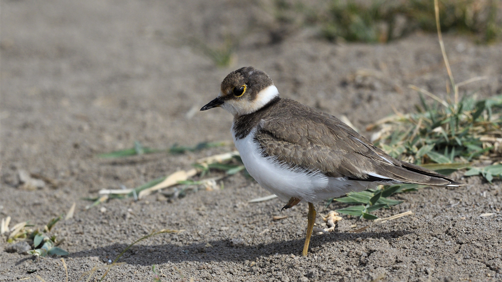 ORNITO.ORG - Halkalı Küçük Cılıbıt
