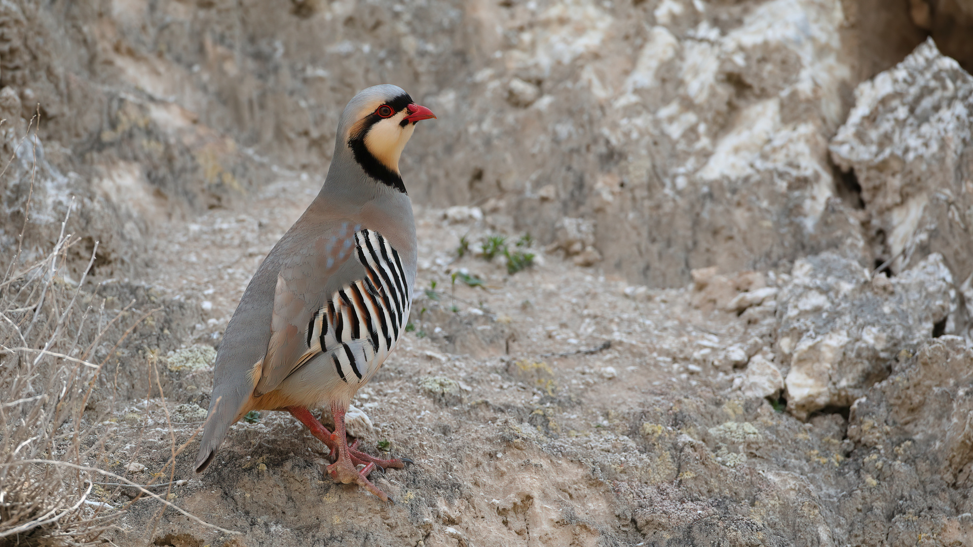 ORNITO.ORG - Kınalı Keklik