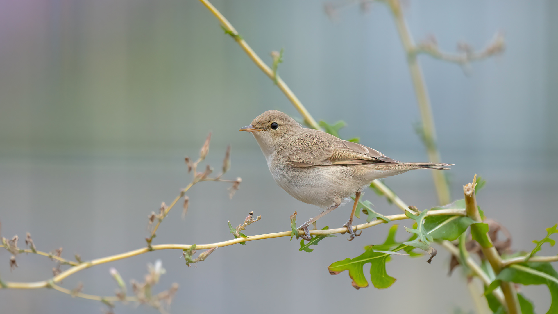 ORNITO.ORG - Küçük Mukallit - RİZE / Merkez
