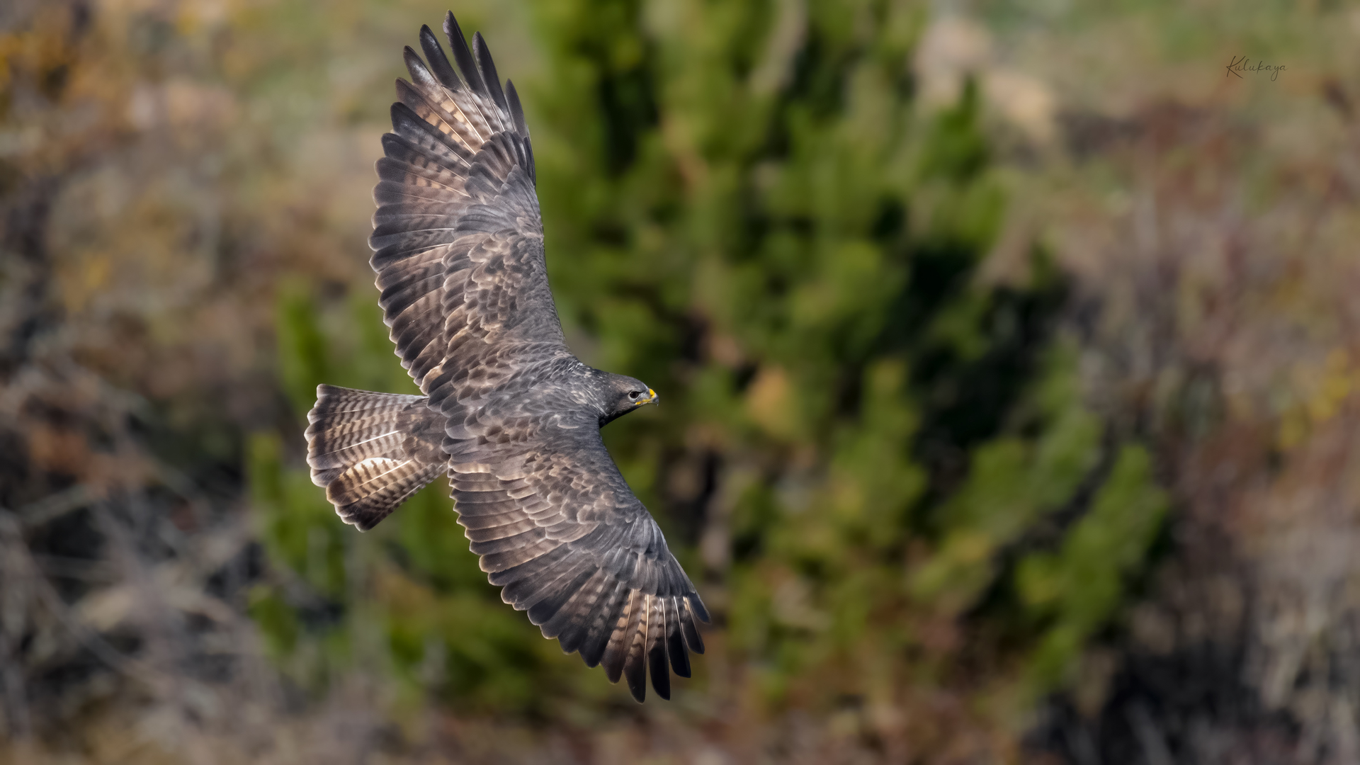 ORNITO.ORG - Şahin - BİLECİK / Bozüyük