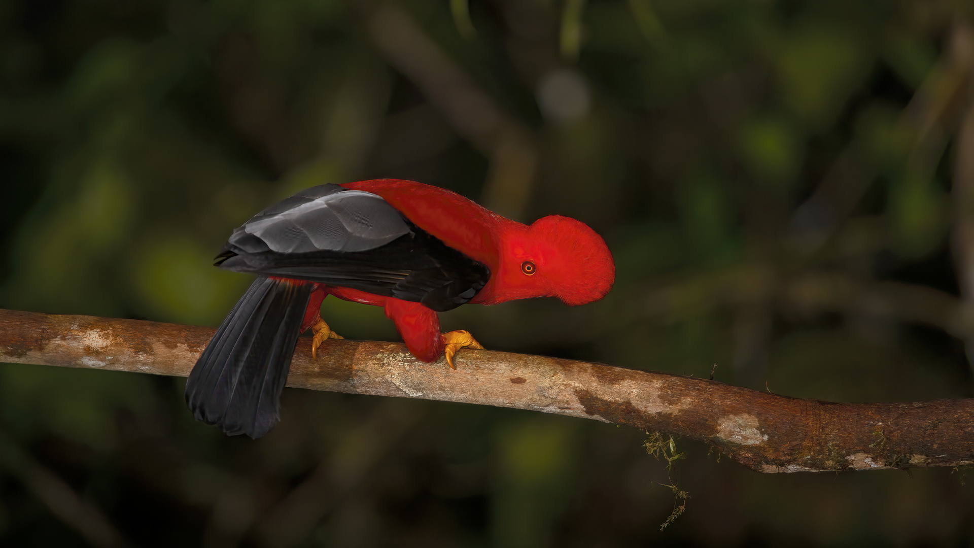 ORNITO.ORG - Liste dışı