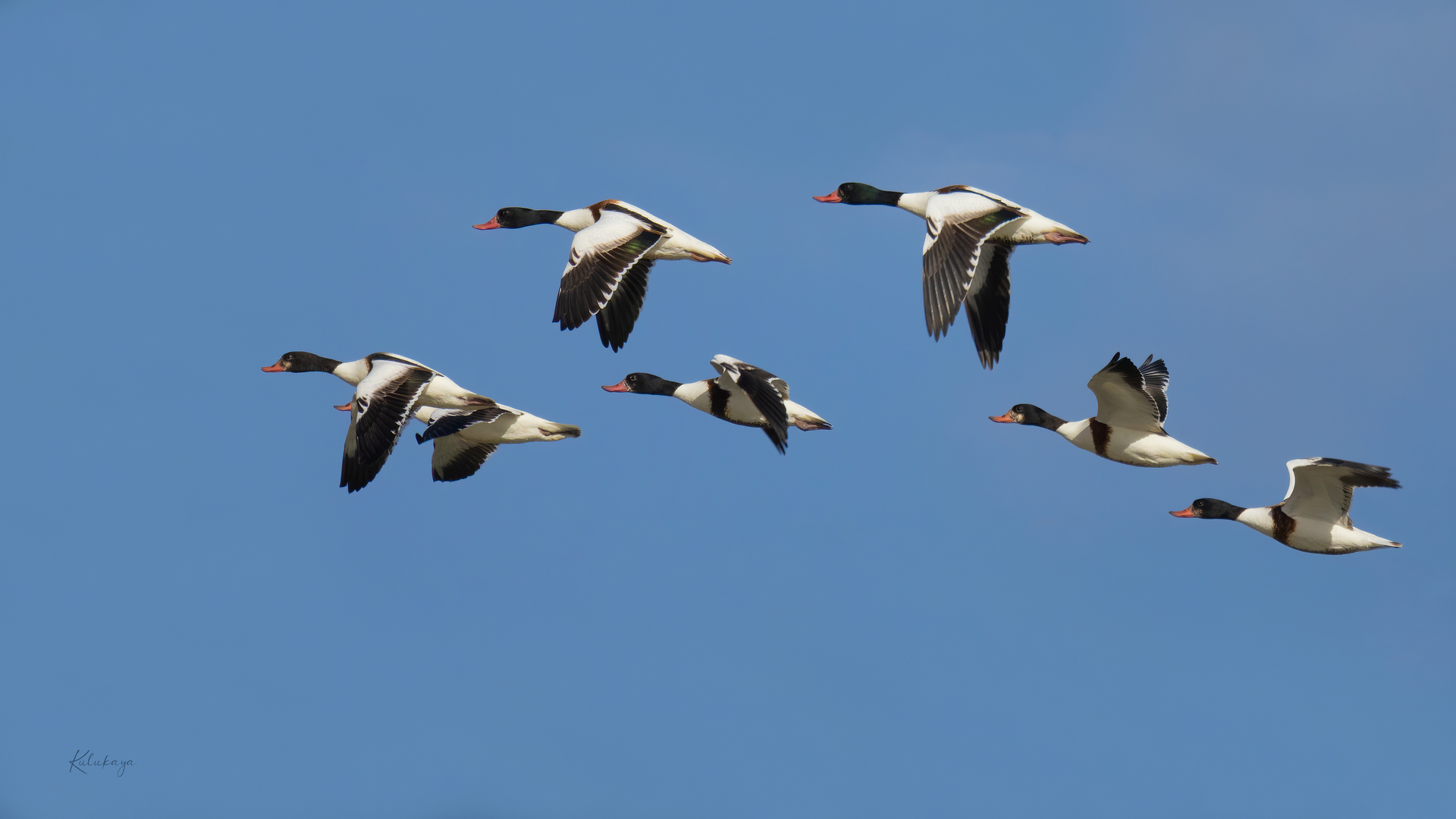 ORNITO.ORG - Suna - BİLECİK / Bozüyük