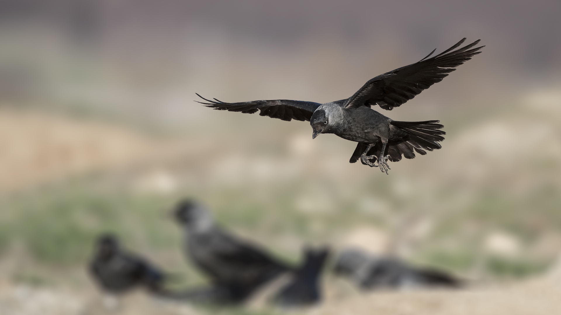 ORNITO.ORG - Küçük Karga