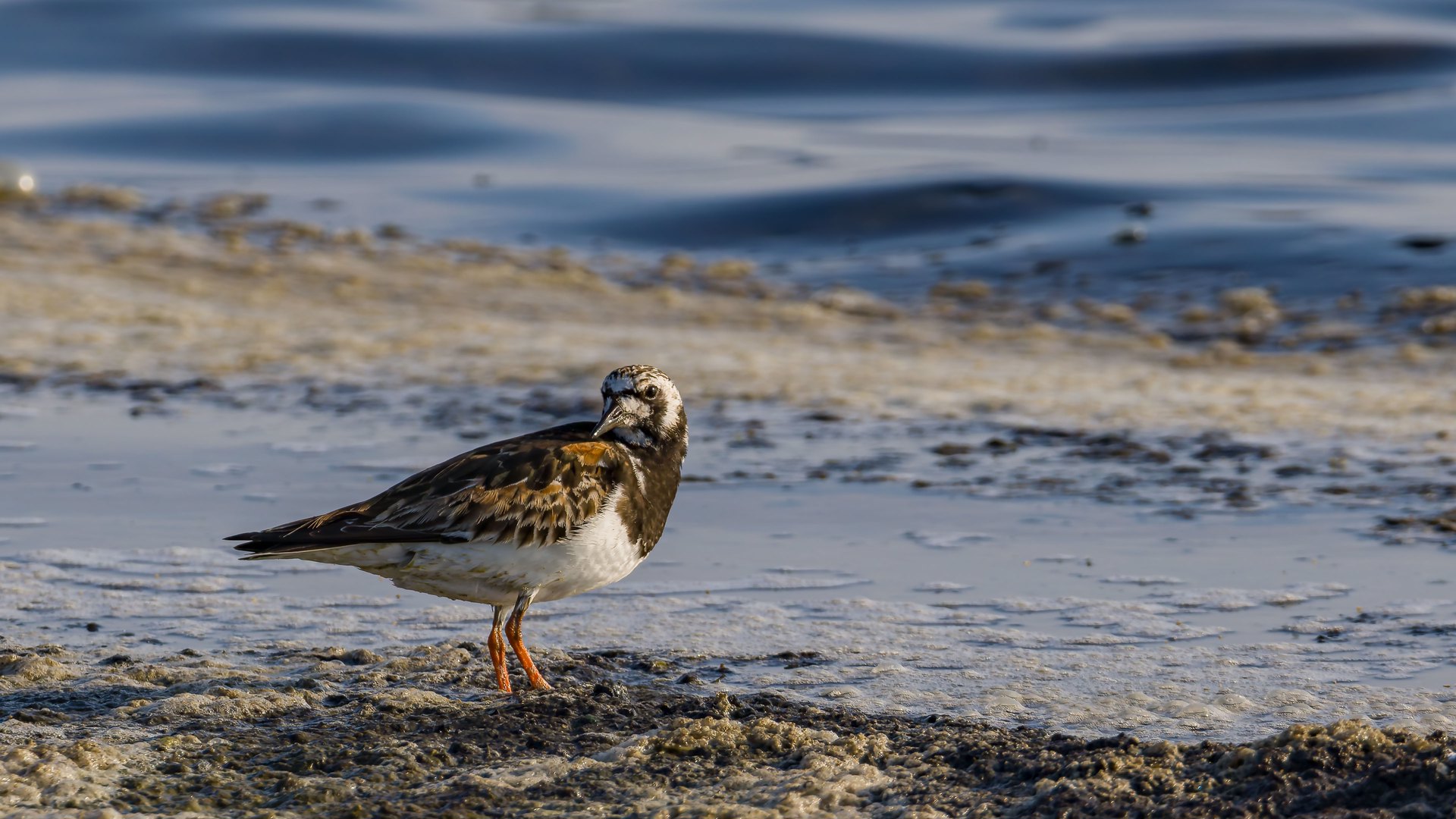 ORNITO.ORG - Taşçeviren - EDİRNE / Enez