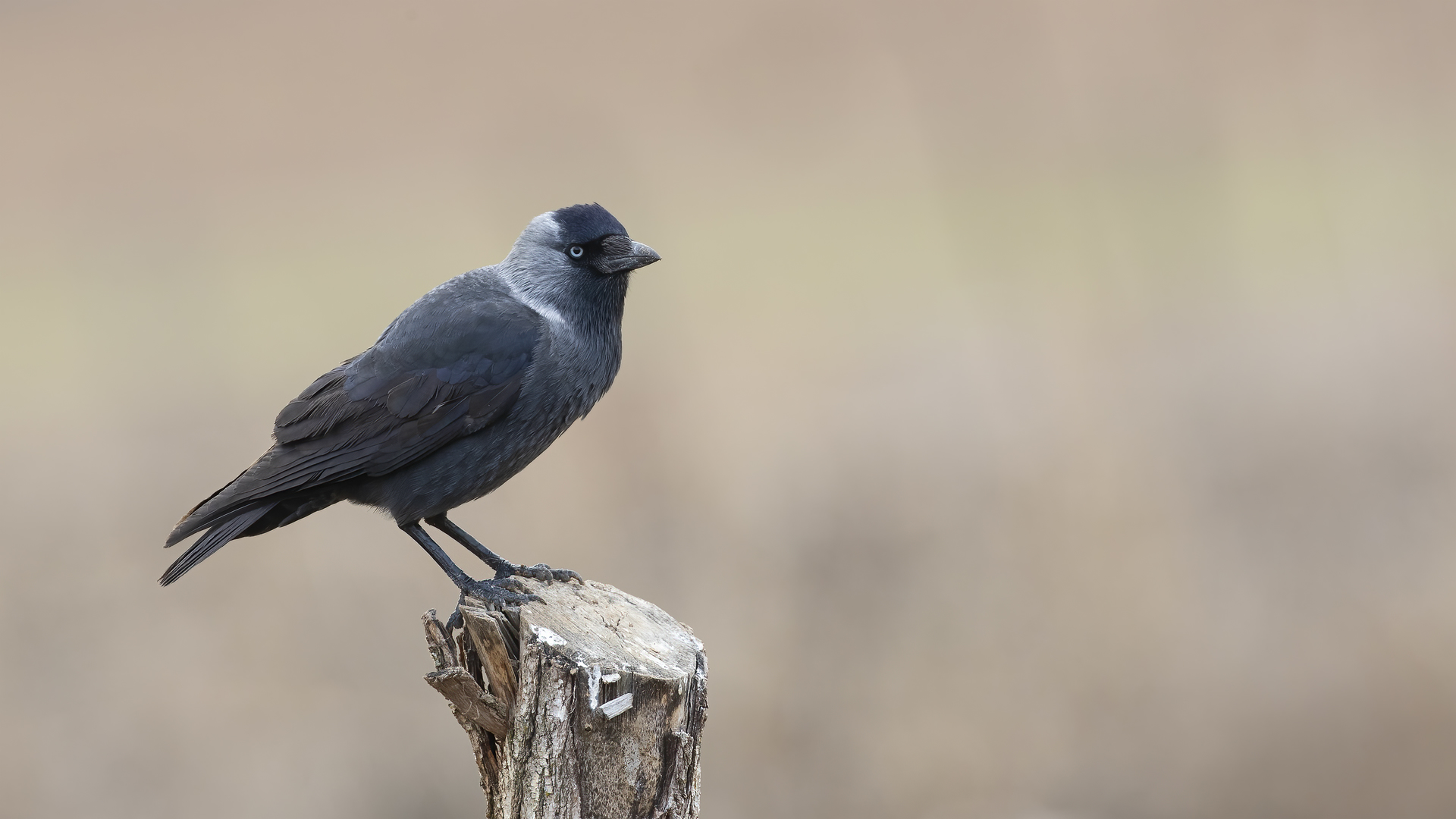 ORNITO.ORG - Küçük Karga