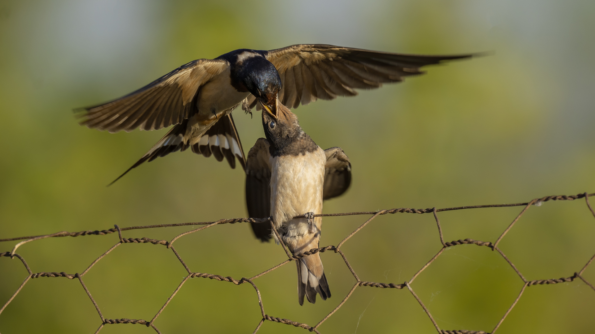 ORNITO.ORG - Kır Kırlangıcı