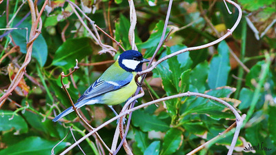 ORNITO.ORG Mehmet Şenol